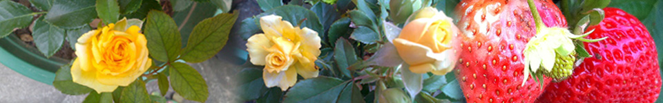 JIT Holding - COCO PEAT AND COCO HUSK CHIPS PRODUCTS exporter Sri Lanka