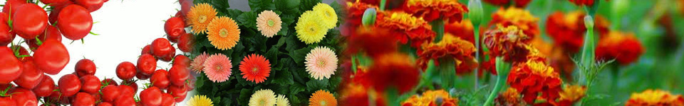 JIT Holding - COCO PEAT AND COCO HUSK CHIPS PRODUCTS exporter Sri Lanka